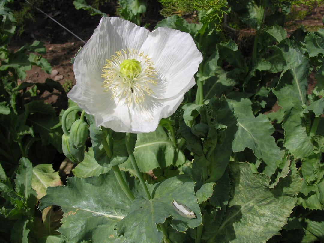 500ct and up Persian White Poppy Pure White Papaver Somniferum Rare ...