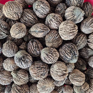 Black Walnut Seeds for Sprouting, Planting - Etsy