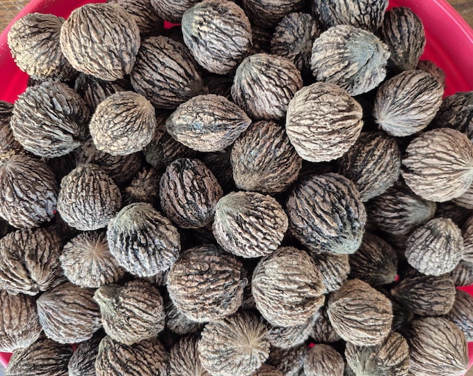 Black Walnut Seeds for Sprouting, Planting - Etsy