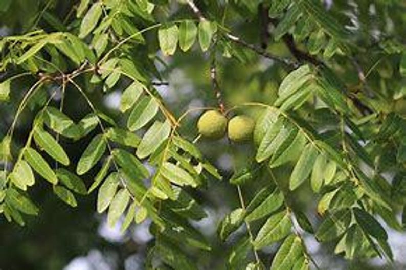 Black Walnut Seeds for Sprouting, Planting - Etsy