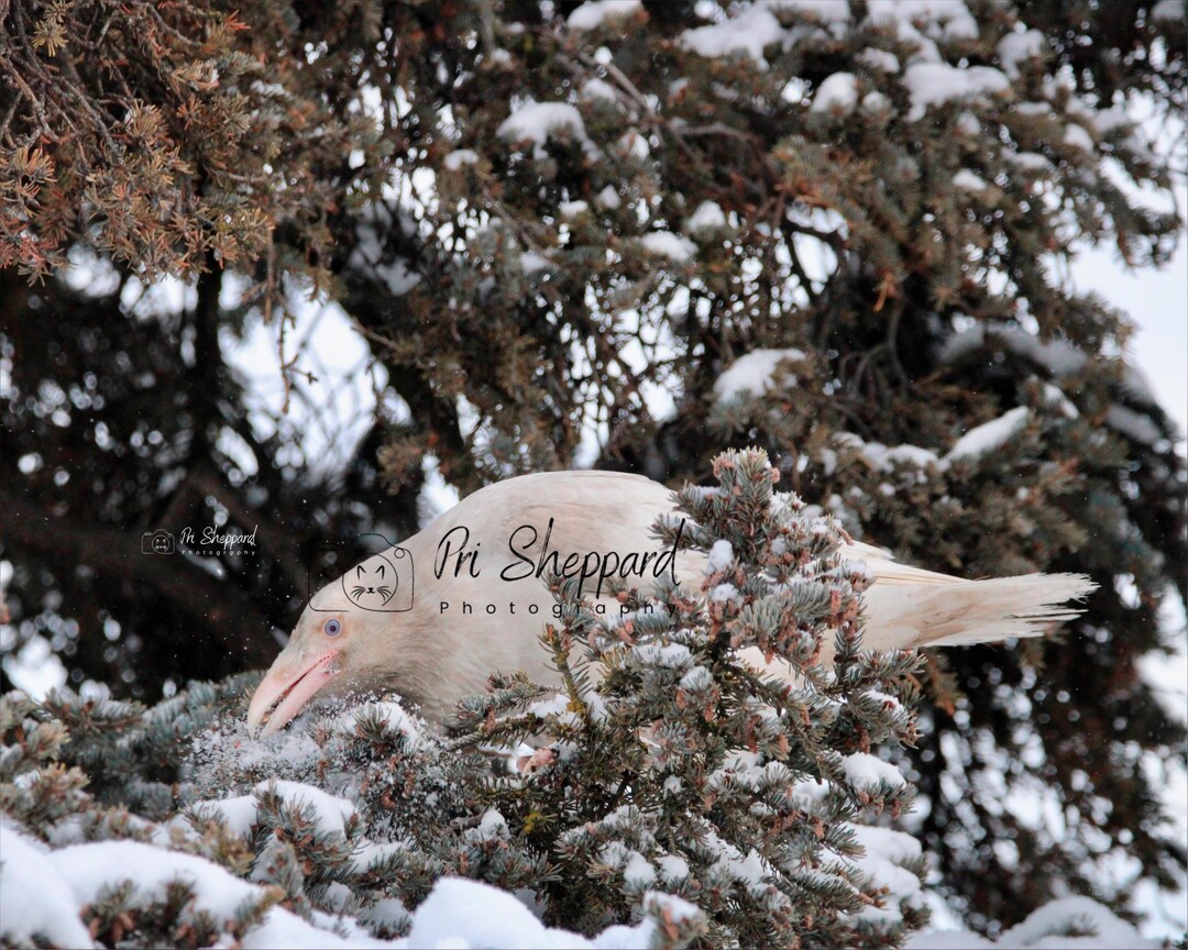 Rare White Raven Ll 8x10 - Etsy