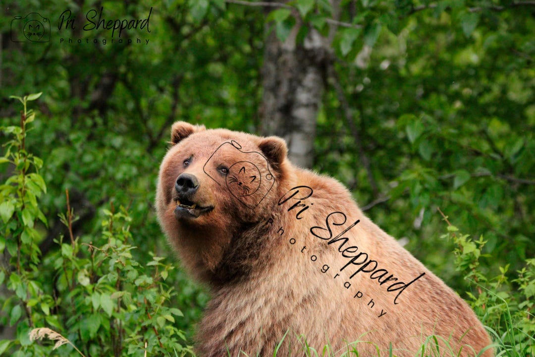 Brown Mama Bear 8x10 - Etsy