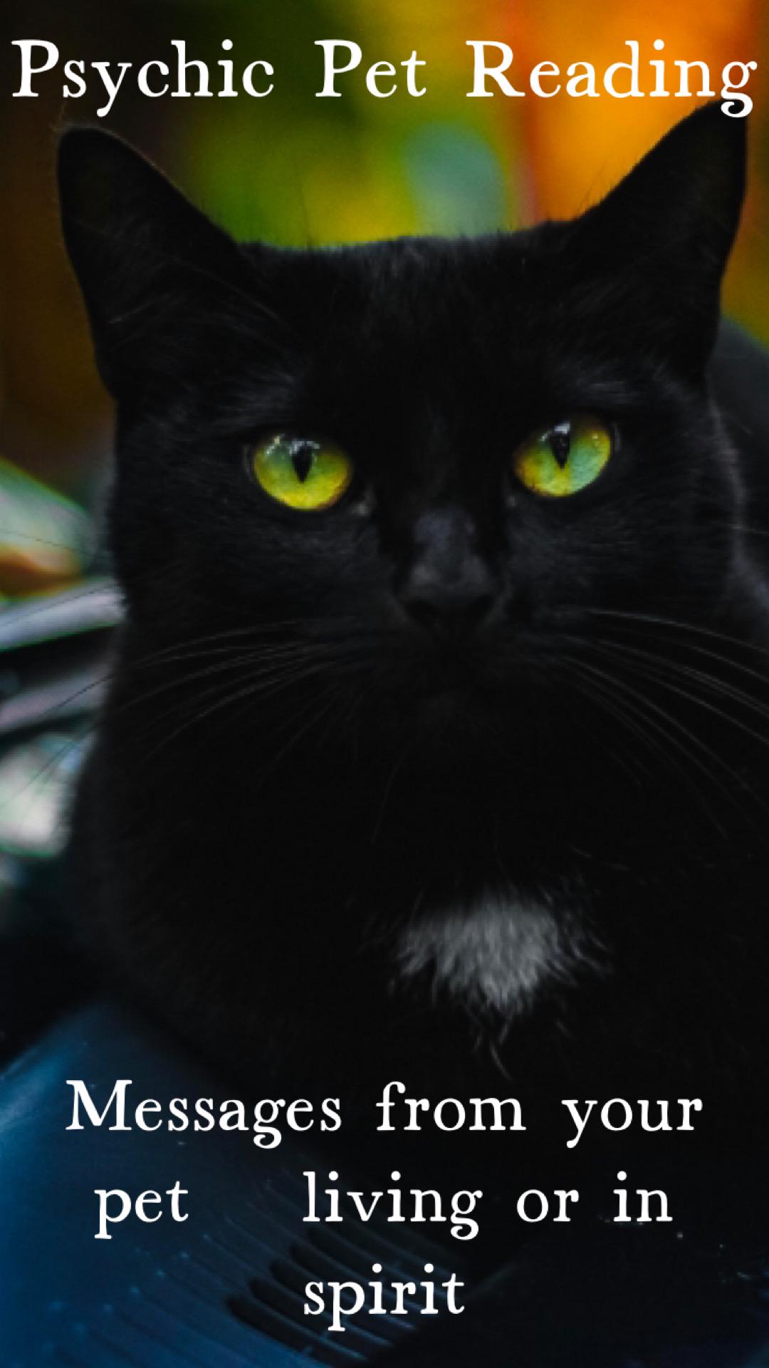 Pet Psychic Photo Reading | Animal Communication | Living or Departed ...
