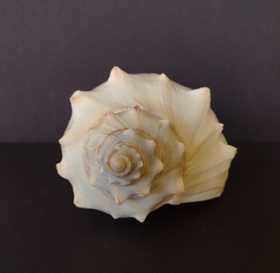 Genuine Whelk Seashell 8 Inch - Etsy