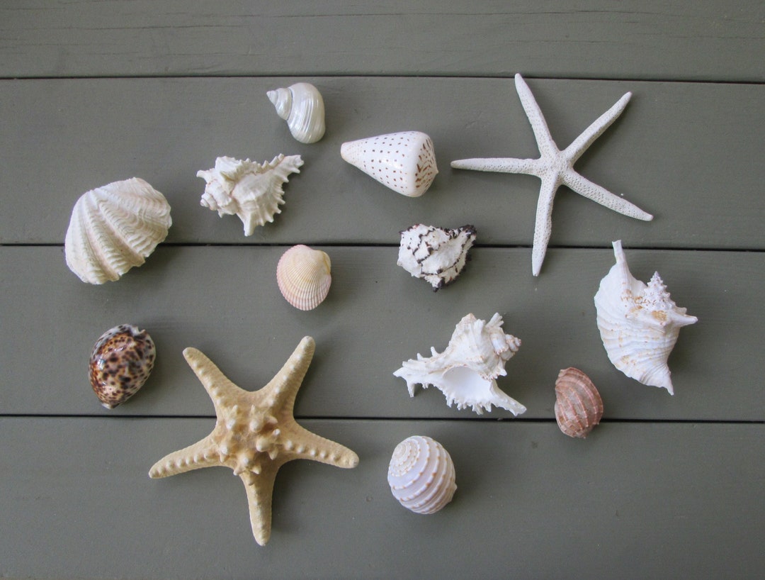 Genuine Sea Shell Clam Starfish Collection Set of 13 Pieces - Etsy