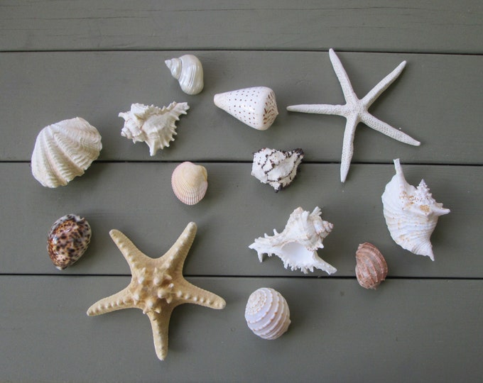 Genuine Sea Shell Clam Starfish Collection - Set of 13 Pieces - Etsy