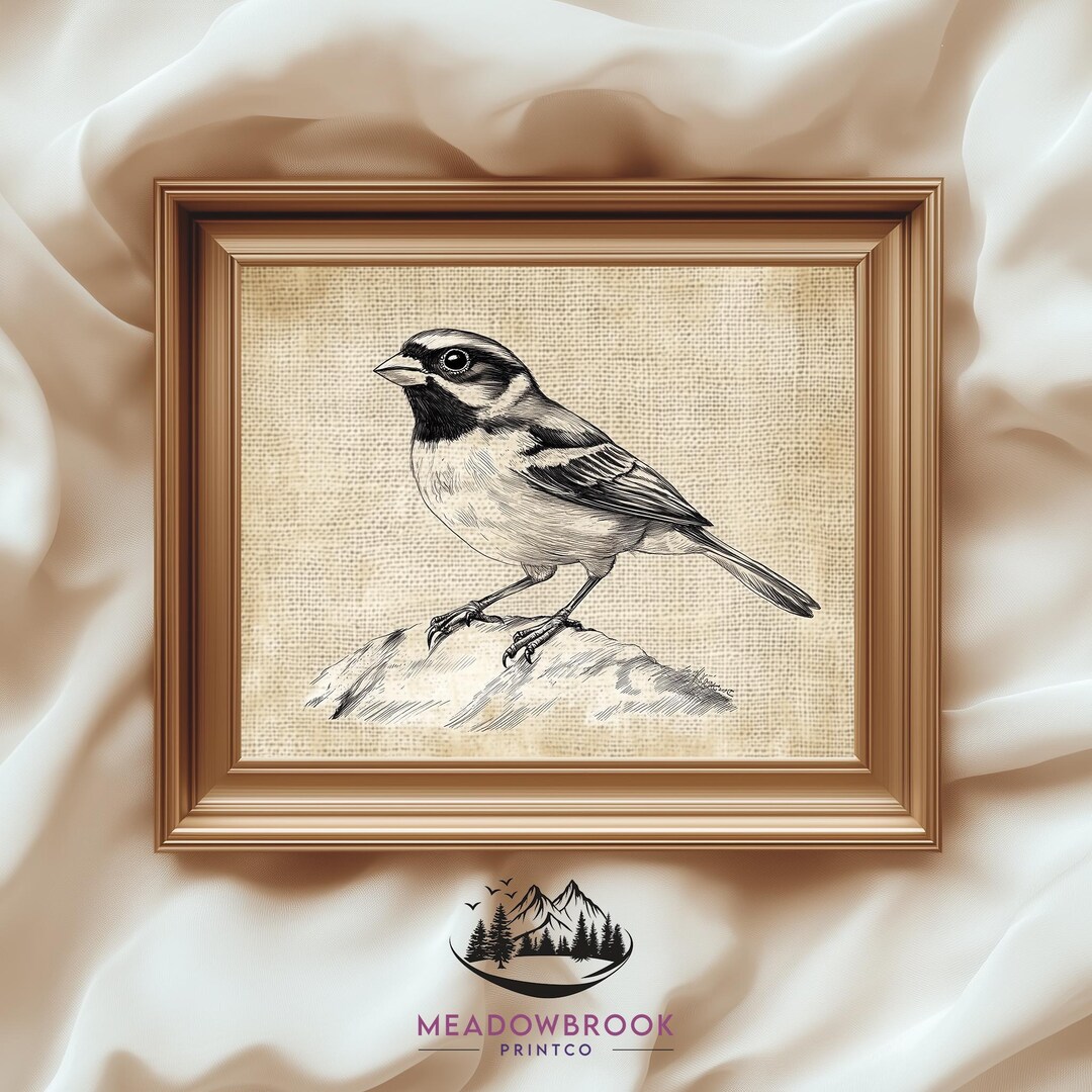 Black-throated Sparrow Wall Art - Rustic Bird Print, Farmhouse Decor ...