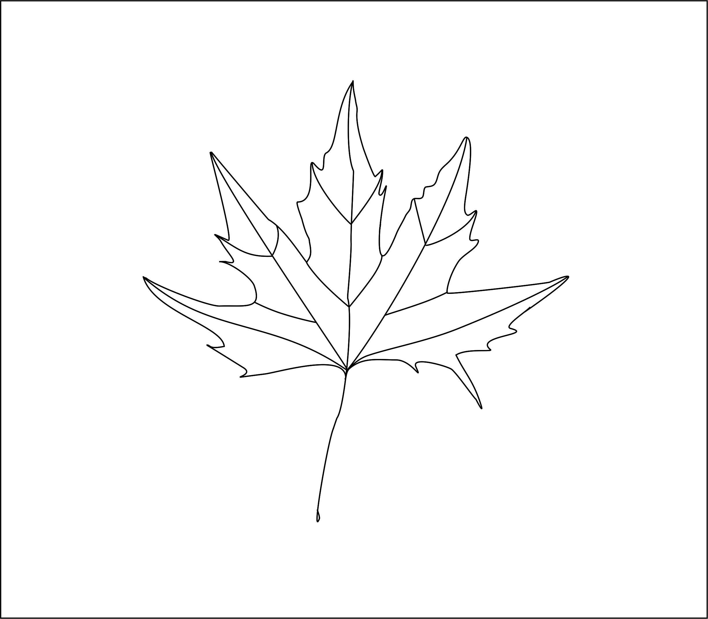 Maple Leaf Line Drawing Clip Art Digital Download PDF PNG SVG Files - Etsy