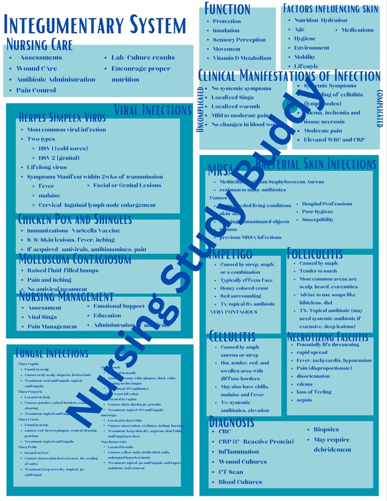 Integumentary Study Guide - Etsy