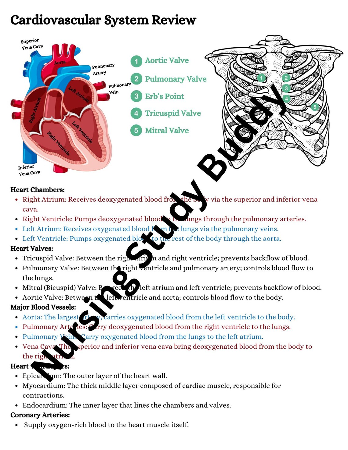 Cardiovascular System Review - Etsy