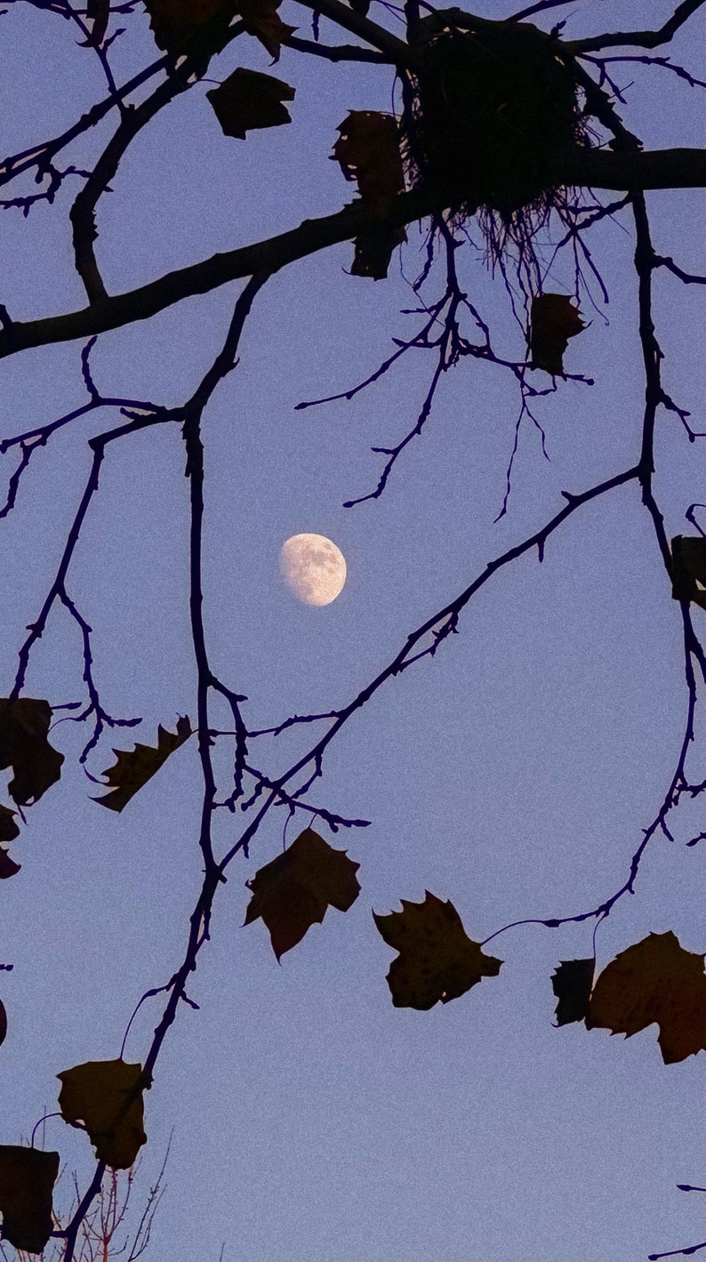 The Moon and Nature - Pack - Etsy