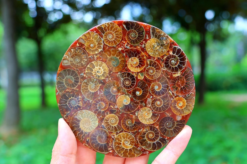 11cm Natural Ammonite Rare Fossil，shell Fossil Specimen，ammonite ...