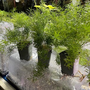 Asparagus Fern Live Plant | Foxtail Fern, Emerald Fern | Airy ...