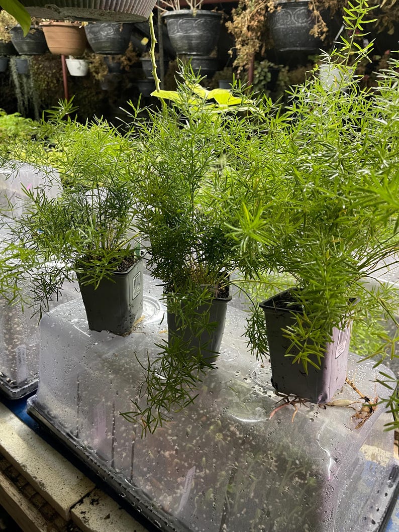 Asparagus Fern Live Plant | Foxtail Fern, Emerald Fern | Airy ...