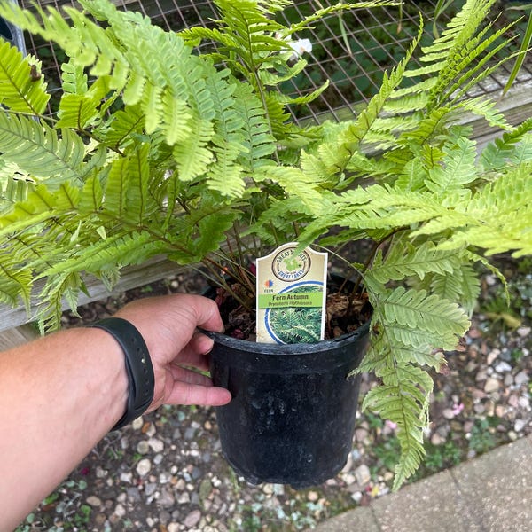 Live Fern - Etsy