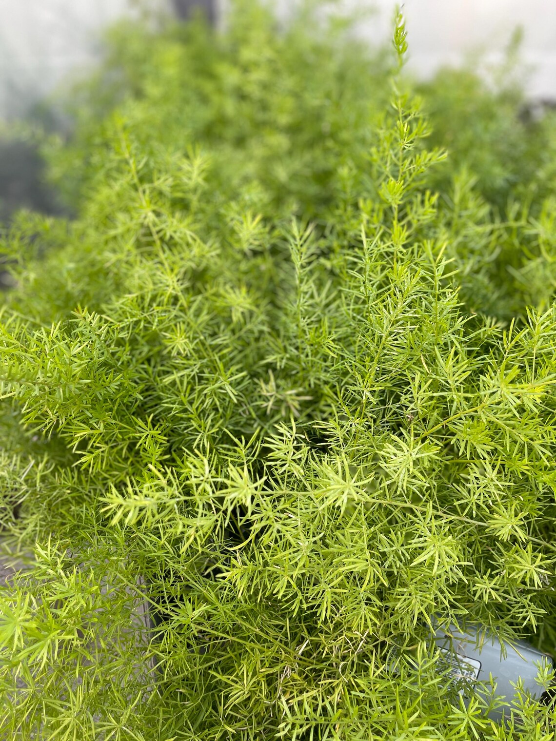 Asparagus Fern Live Plant | Foxtail Fern, Emerald Fern | Airy ...