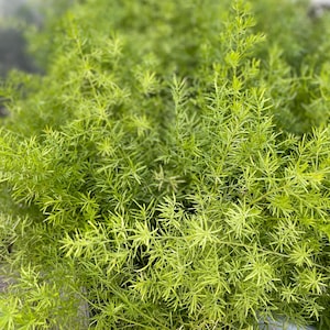 Asparagus Fern Live Plant | Foxtail Fern, Emerald Fern | Airy ...