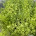 Asparagus Fern Live Plant | Foxtail Fern, Emerald Fern | Airy ...