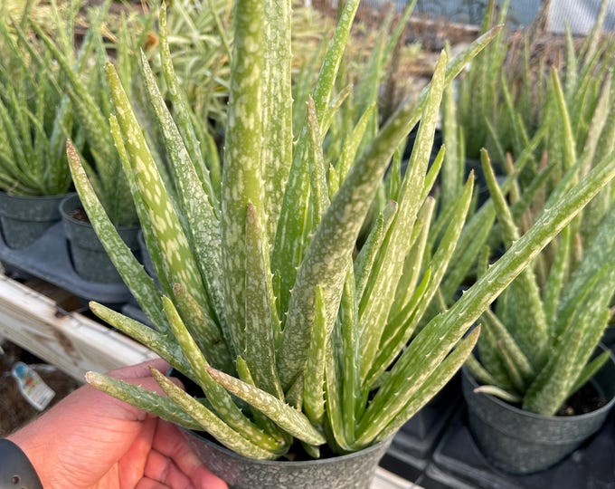 Large Aloe Vera Plant - Live Plant 8’pot - Etsy