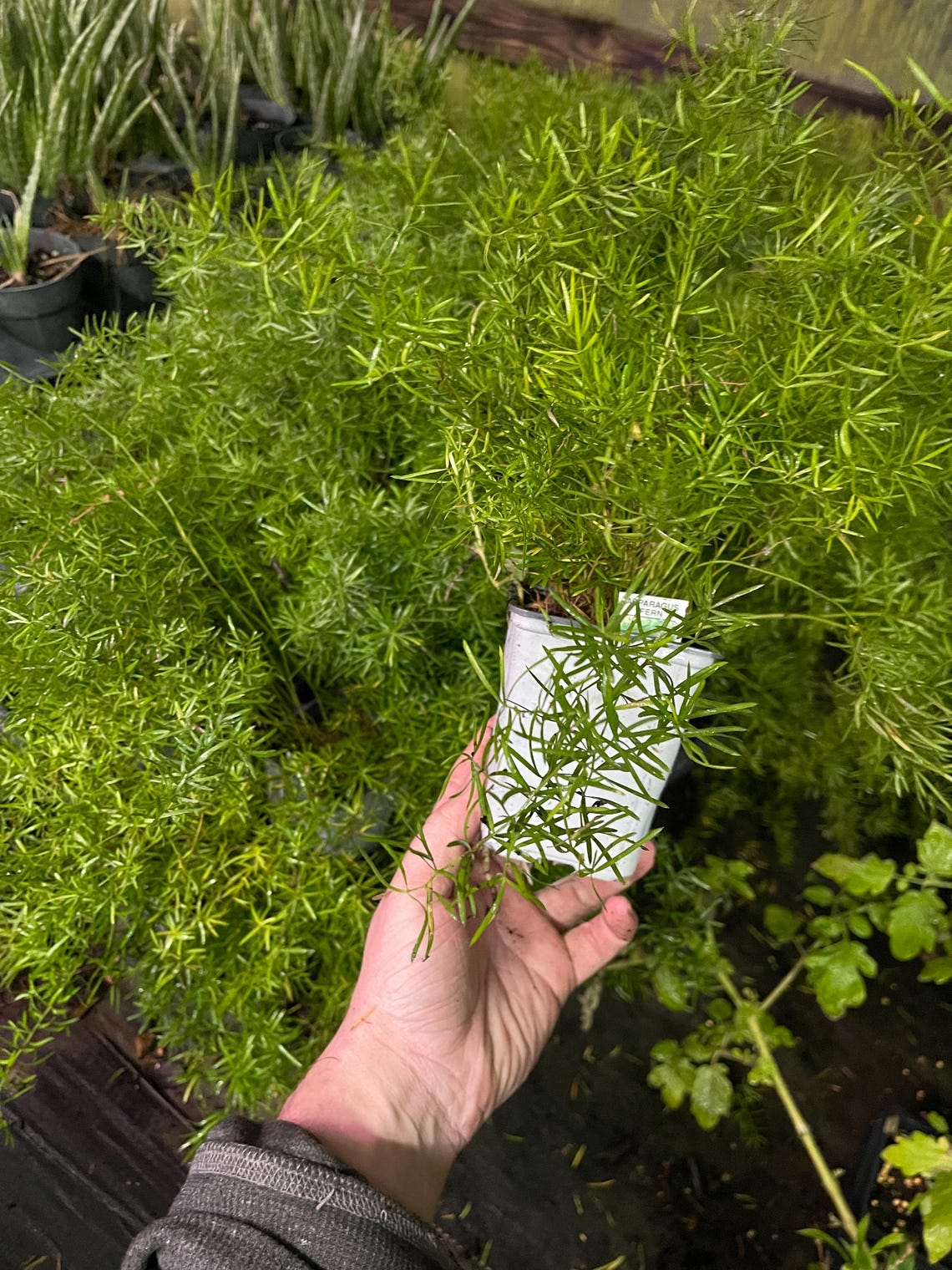Asparagus Fern Live Plant | Foxtail Fern, Emerald Fern | Airy ...