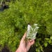 Asparagus Fern Live Plant | Foxtail Fern, Emerald Fern | Airy ...