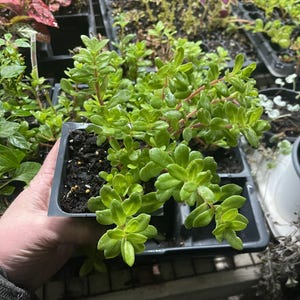 Moss Rose Plant (portulaca Grandiflora)( Ice Plant Succulent) Trailing ...