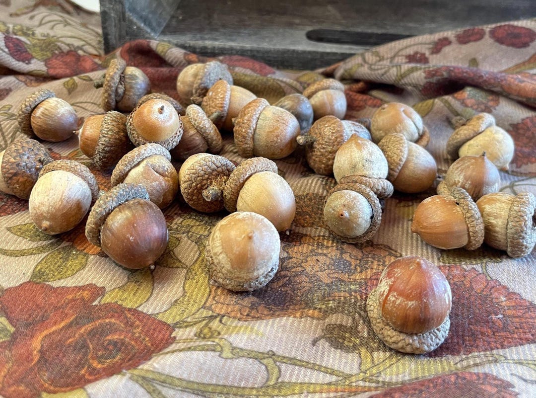 Large Natural Acorns With Caps - 20 - Etsy