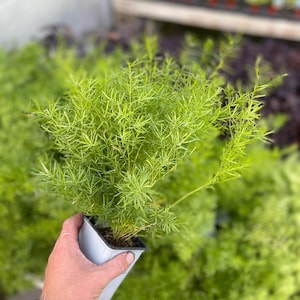 Asparagus Fern Live Plant | Foxtail Fern, Emerald Fern | Airy ...