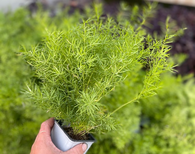 Asparagus Fern Live Plant | Foxtail Fern, Emerald Fern | Airy ...