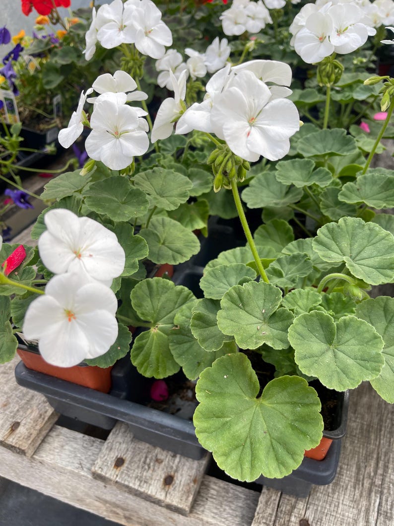 Geranium Live Plant 3.5’ Plant - Multiple Colors - Etsy