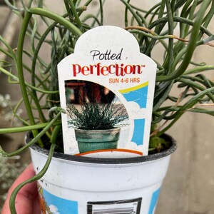 Corkscrew Grass, Spiral Grass Juncus Live Plant 4’ Pot - Etsy