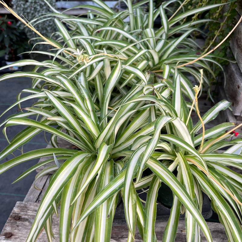 Live House Plants - Etsy