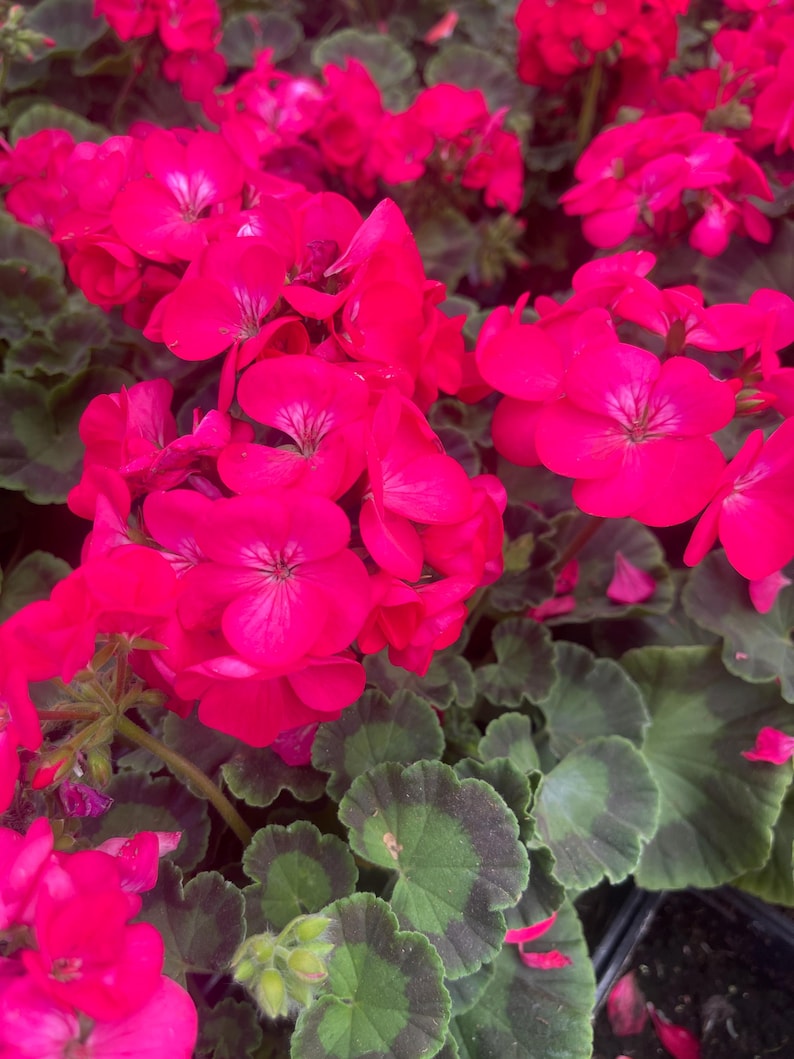 Geranium Live Plant 3.5’ Plant - Multiple Colors - Etsy