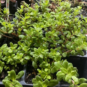 Moss Rose Plant (portulaca Grandiflora)( Ice Plant Succulent) Trailing ...