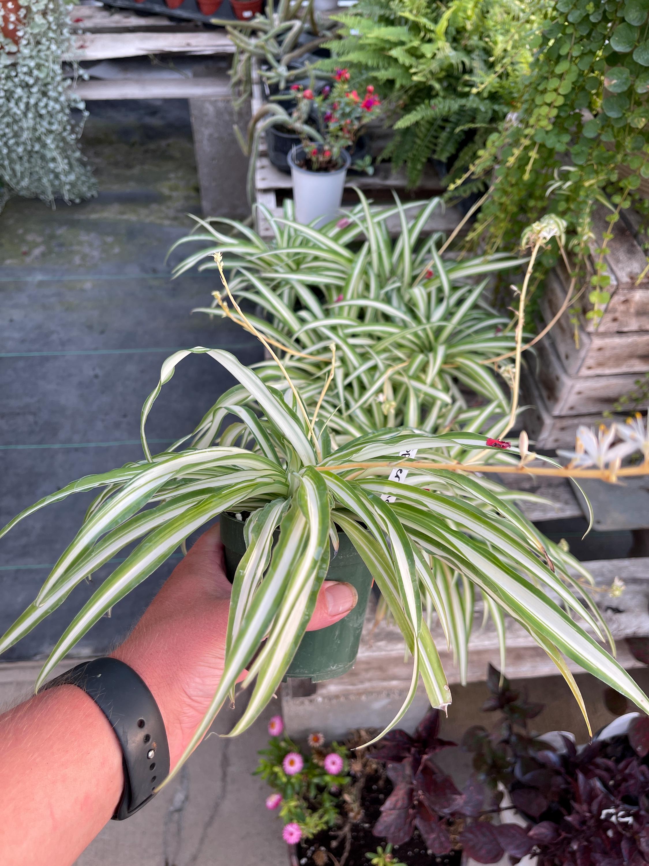 Spider Plant Houseplant 4’ Pot Live Plant ( Baby/cuttings Available) - Etsy
