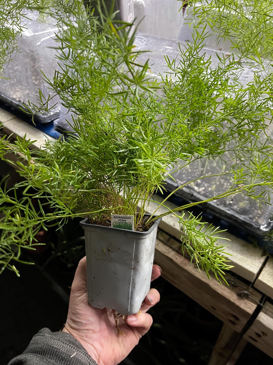 Asparagus Fern Live Plant | Foxtail Fern, Emerald Fern | Airy ...