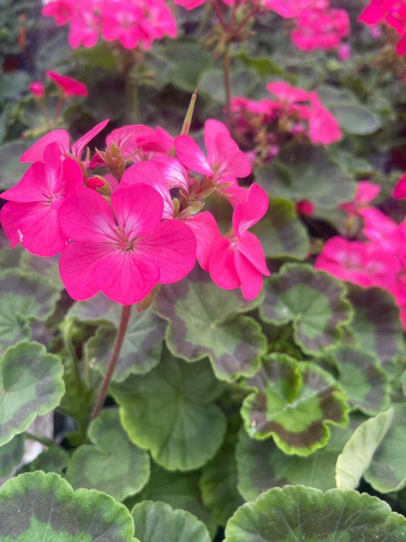 Geranium Live Plant 3.5’ Plant - Multiple Colors - Etsy