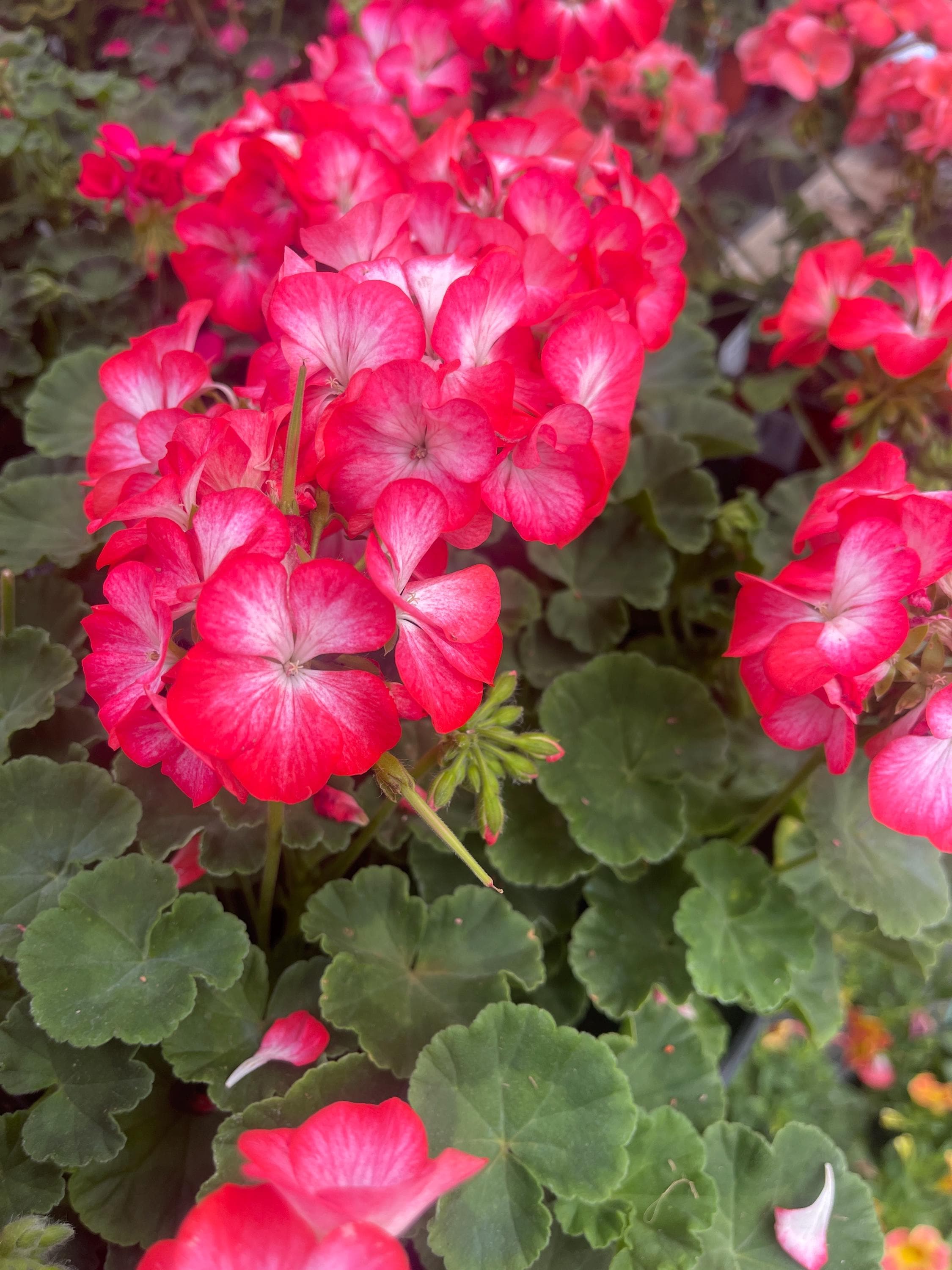 Geranium Live Plant 3.5’ Plant - Multiple Colors - Etsy