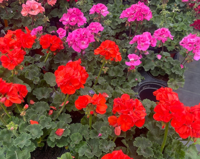 Geranium Live Plant 4’pot - Multiple Colors - Etsy