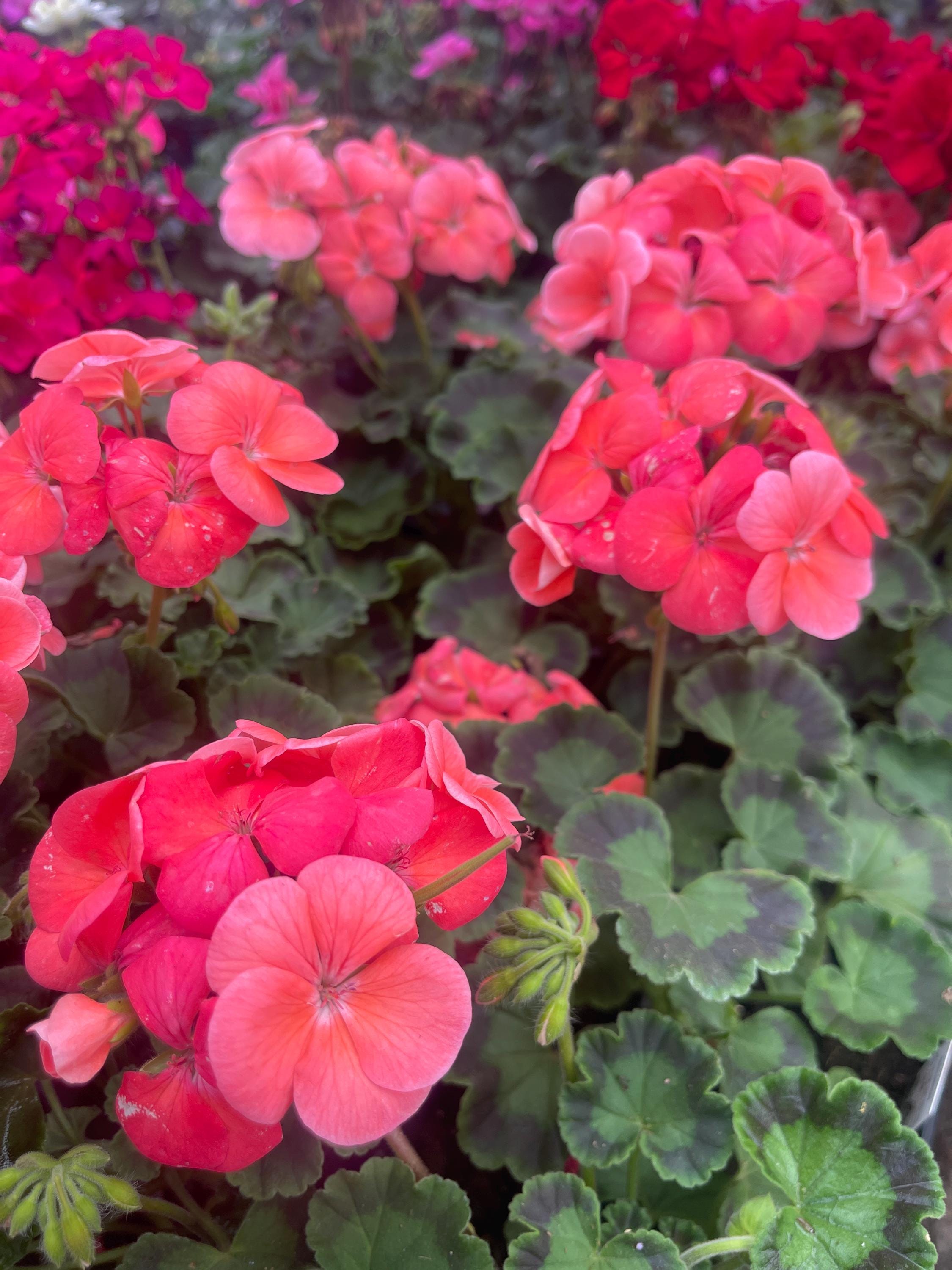 Geranium Live Plant 3.5’ Plant - Multiple Colors - Etsy