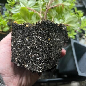 Moss Rose Plant (portulaca Grandiflora)( Ice Plant Succulent) Trailing ...