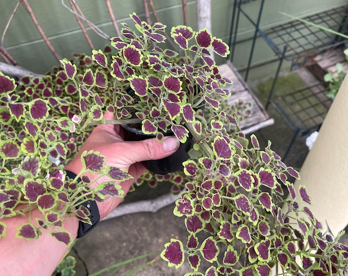 Lava Rose Coleus 3.5’ & 4’ Pot Live Plant - Etsy