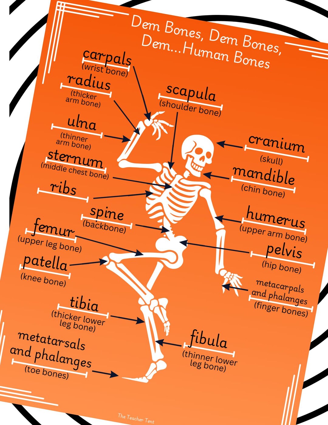 Instant Download Skeleton Worksheet, Bones of the Body Worksheet ...