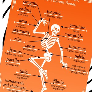 Instant Download Skeleton Worksheet, Bones of the Body Worksheet ...