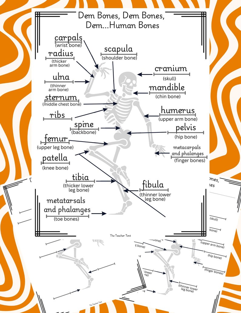 Instant Download Skeleton Worksheet, Bones of the Body Worksheet ...