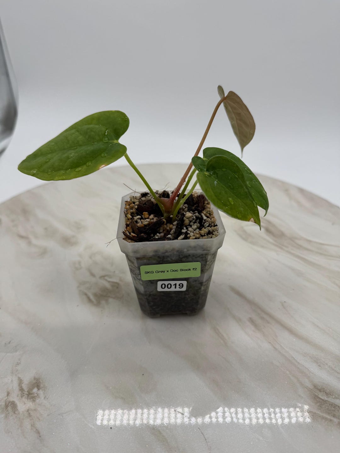 US Seller Anthurium SKG Grey X Doc Block F2 0019 - Etsy