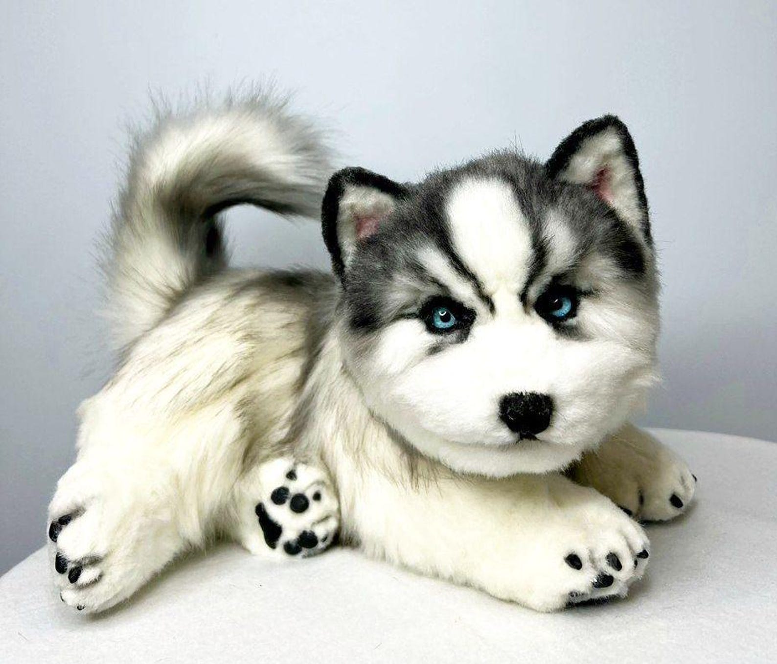 Realistic Husky Plush – Soft, Lifelike and Cuddly! Perfect Gift for Dog ...
