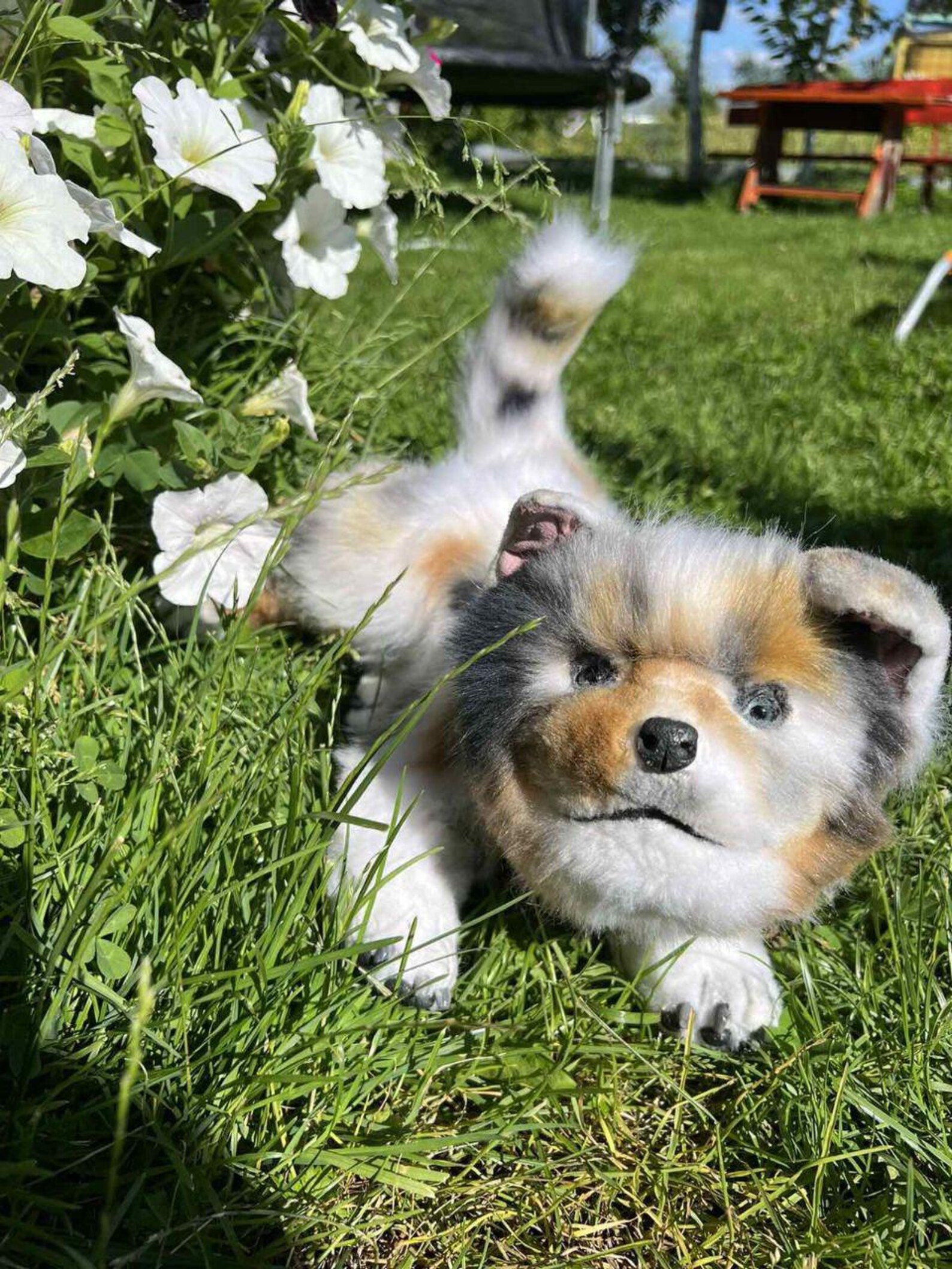 Australian Shepard Aussie Plush Stuffed Animal Toy, Personalized Gift ...