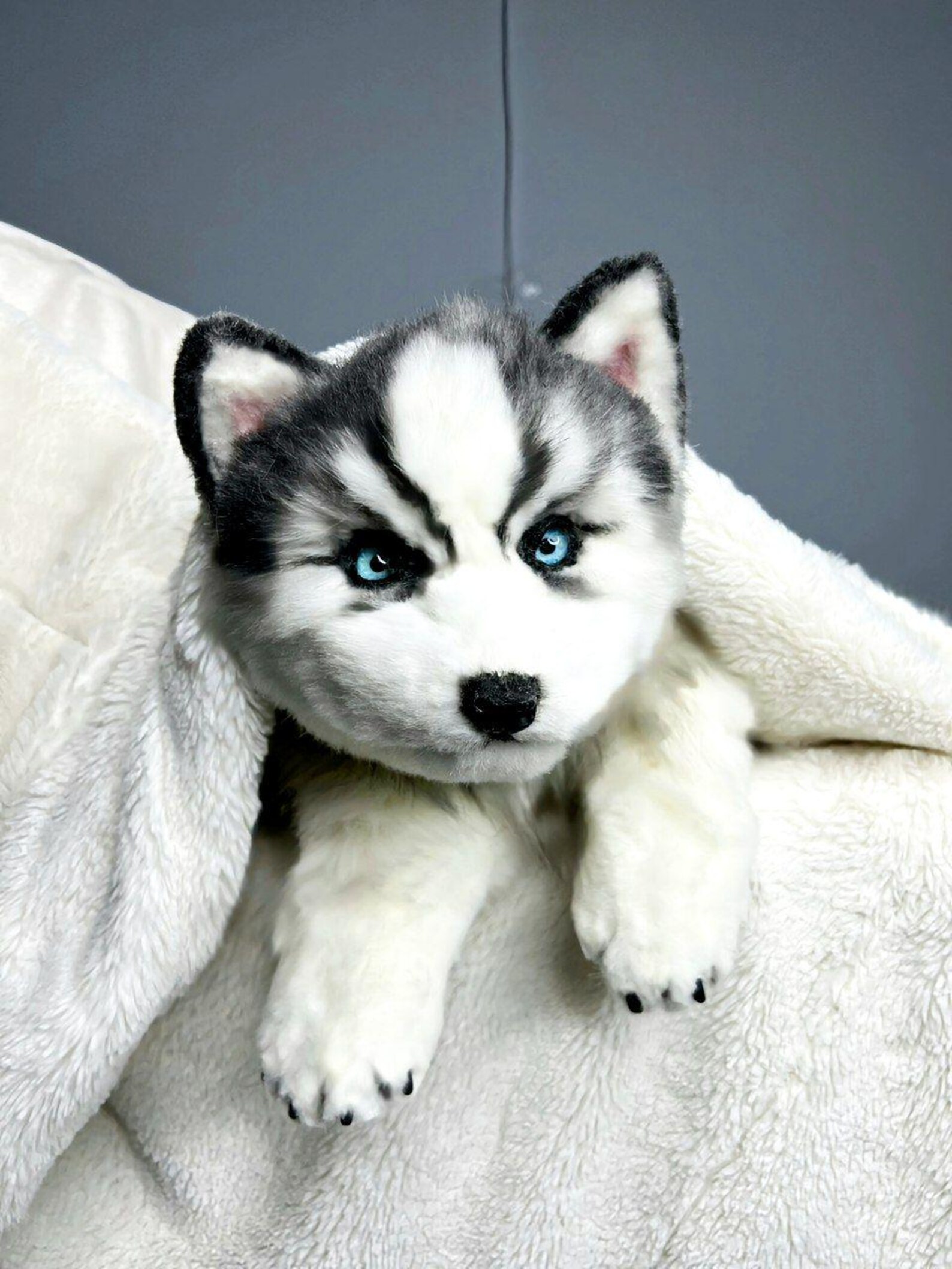 Realistic Husky Plush – Soft, Lifelike and Cuddly! Perfect Gift for Dog ...