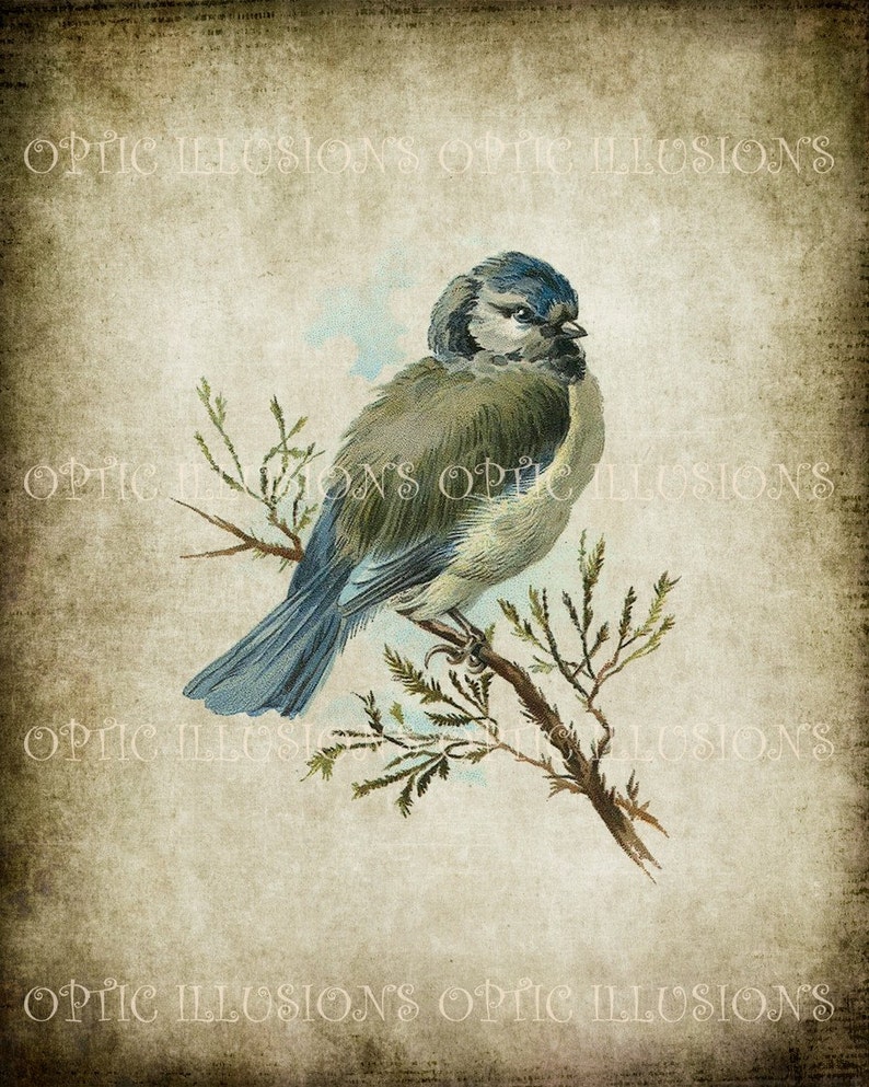 Vintage Bird Illustrations INSTANT DOWNLOAD BIRD 04 8 X - Etsy